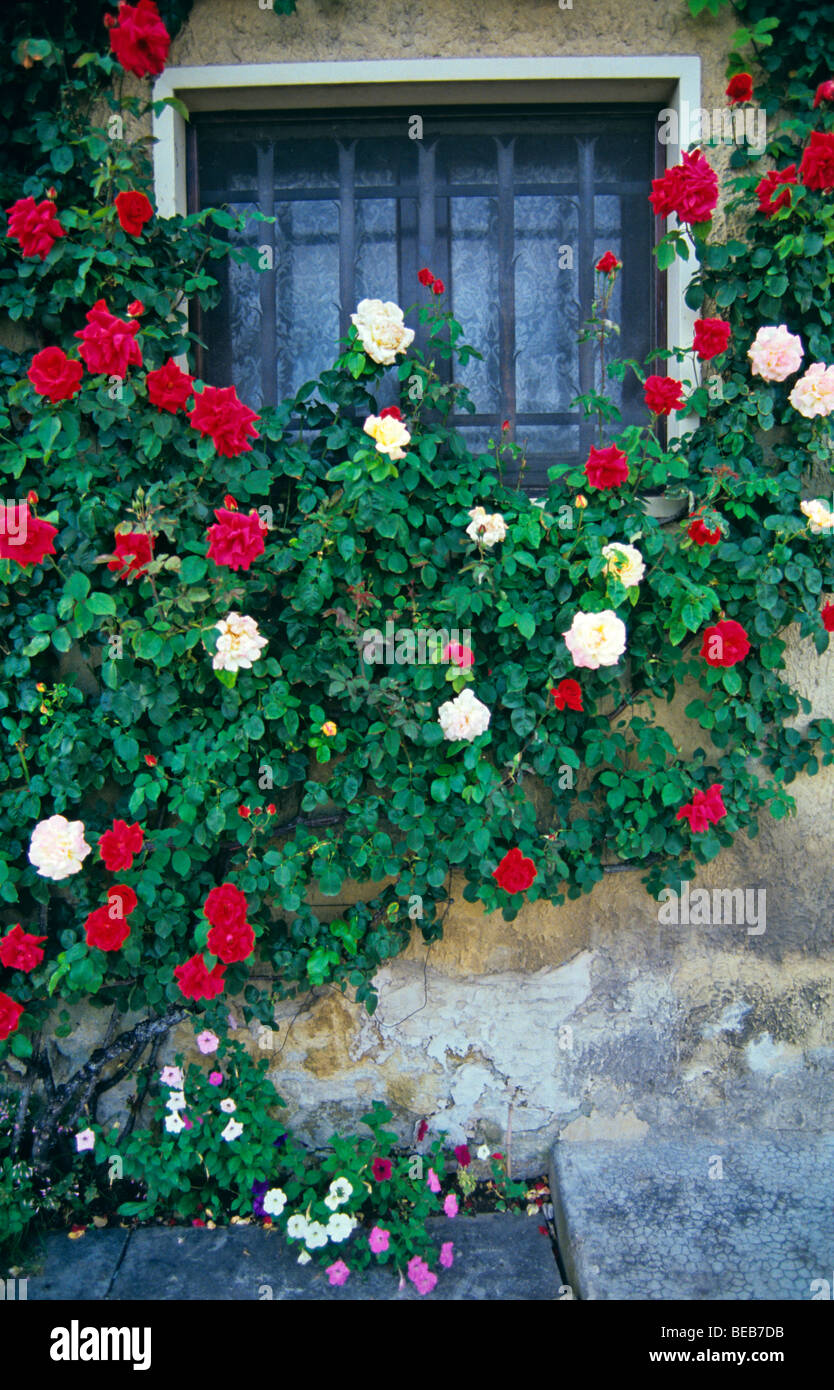 The decorative Doors and Windows of Provence provide a attractive and ...