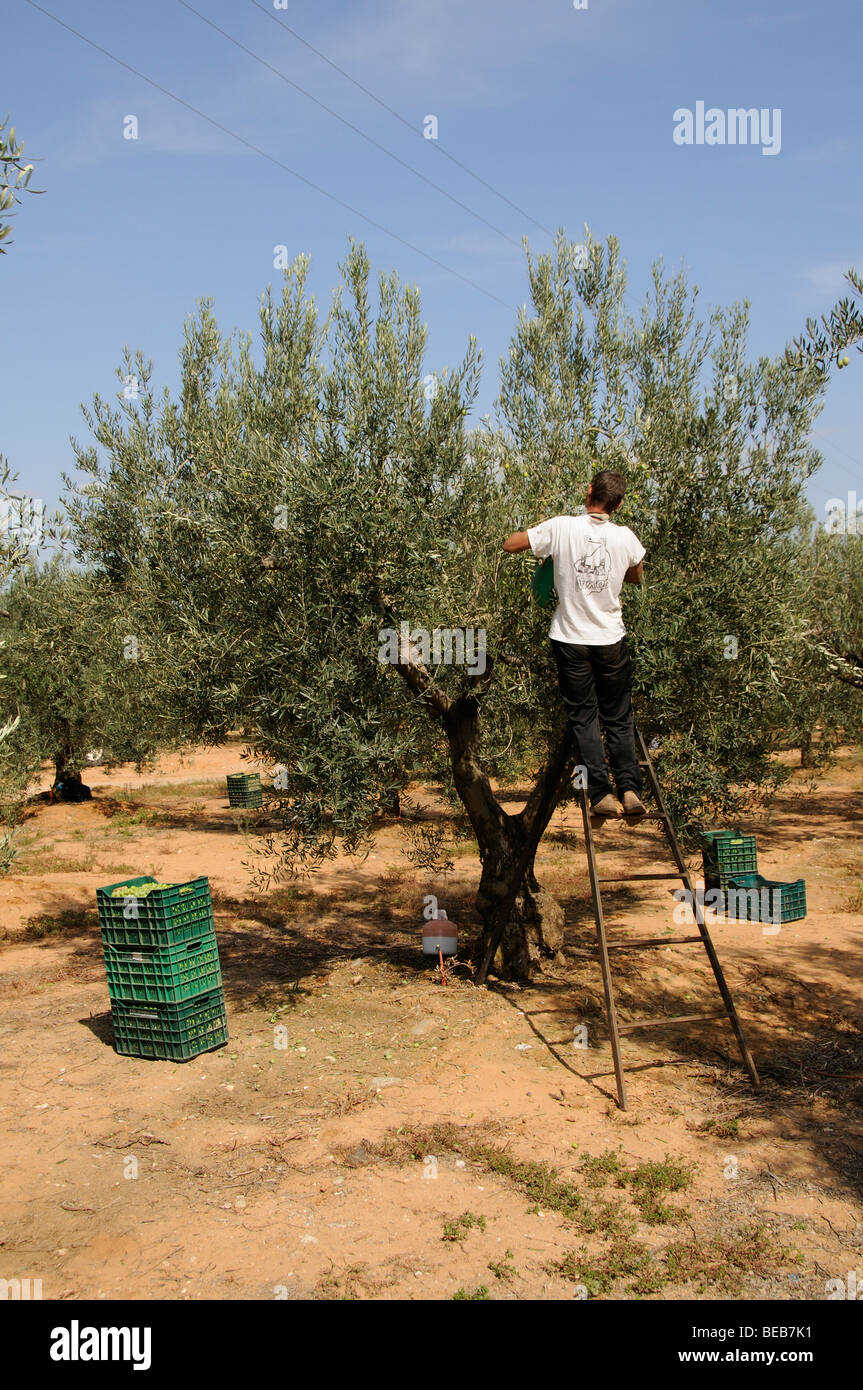 Olive picker hi-res stock photography and images - Alamy