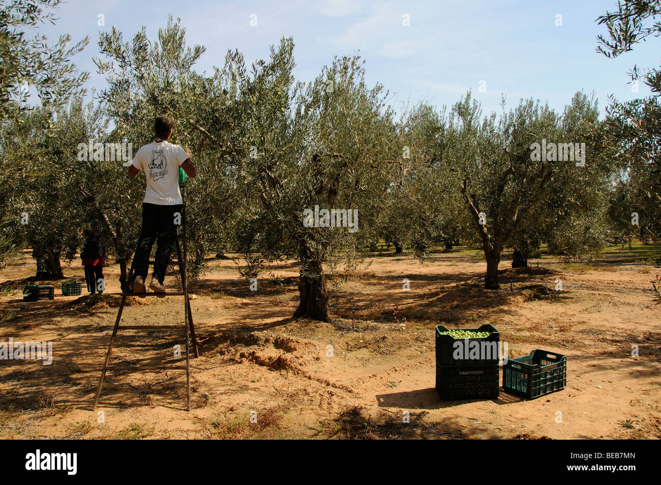 Olive picker hi-res stock photography and images - Alamy