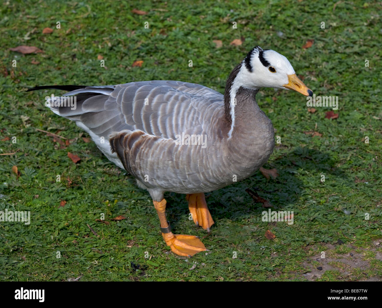 Bar Headed Goose (anser indicus Stock Photo - Alamy