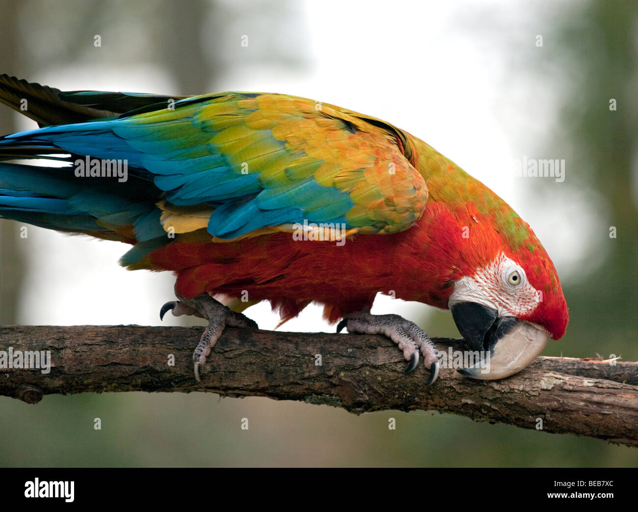 Red and Green Macaw (ara chloroptera Stock Photo - Alamy