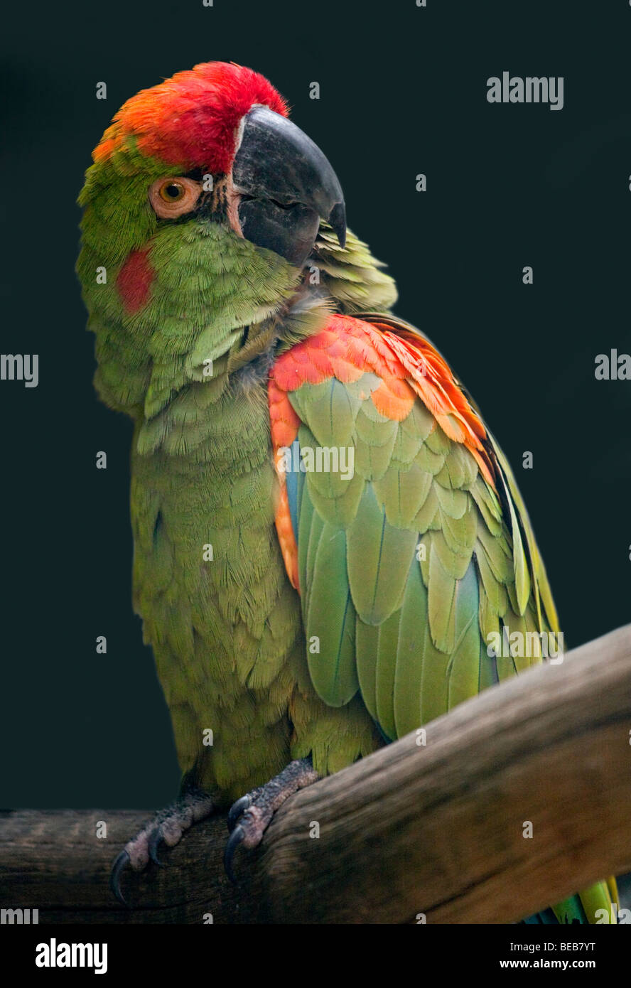 Red fronted parrot hi-res stock photography and images - Alamy