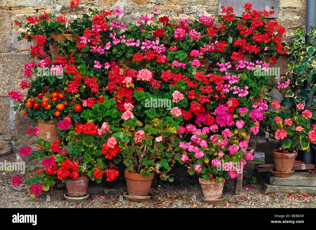 A colourful display of Geraniums in a Normandy farmhouse Stock Photo ...