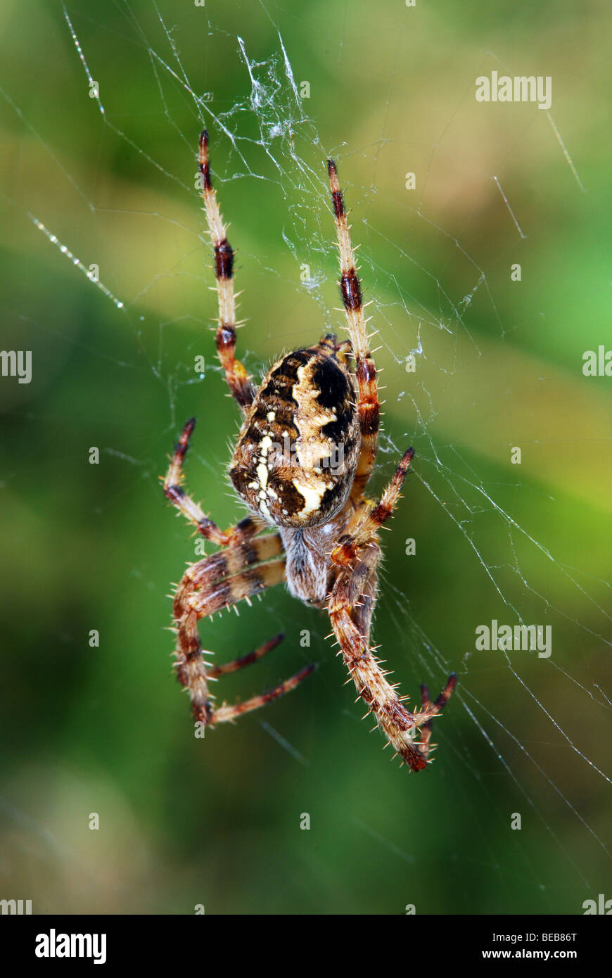 Eight legged spider hi-res stock photography and images - Alamy