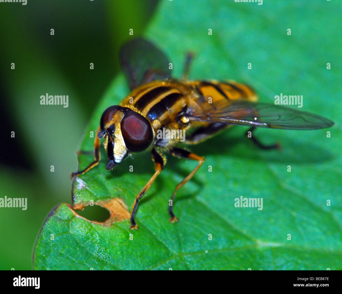 Hoverfly legs detail hi-res stock photography and images - Alamy