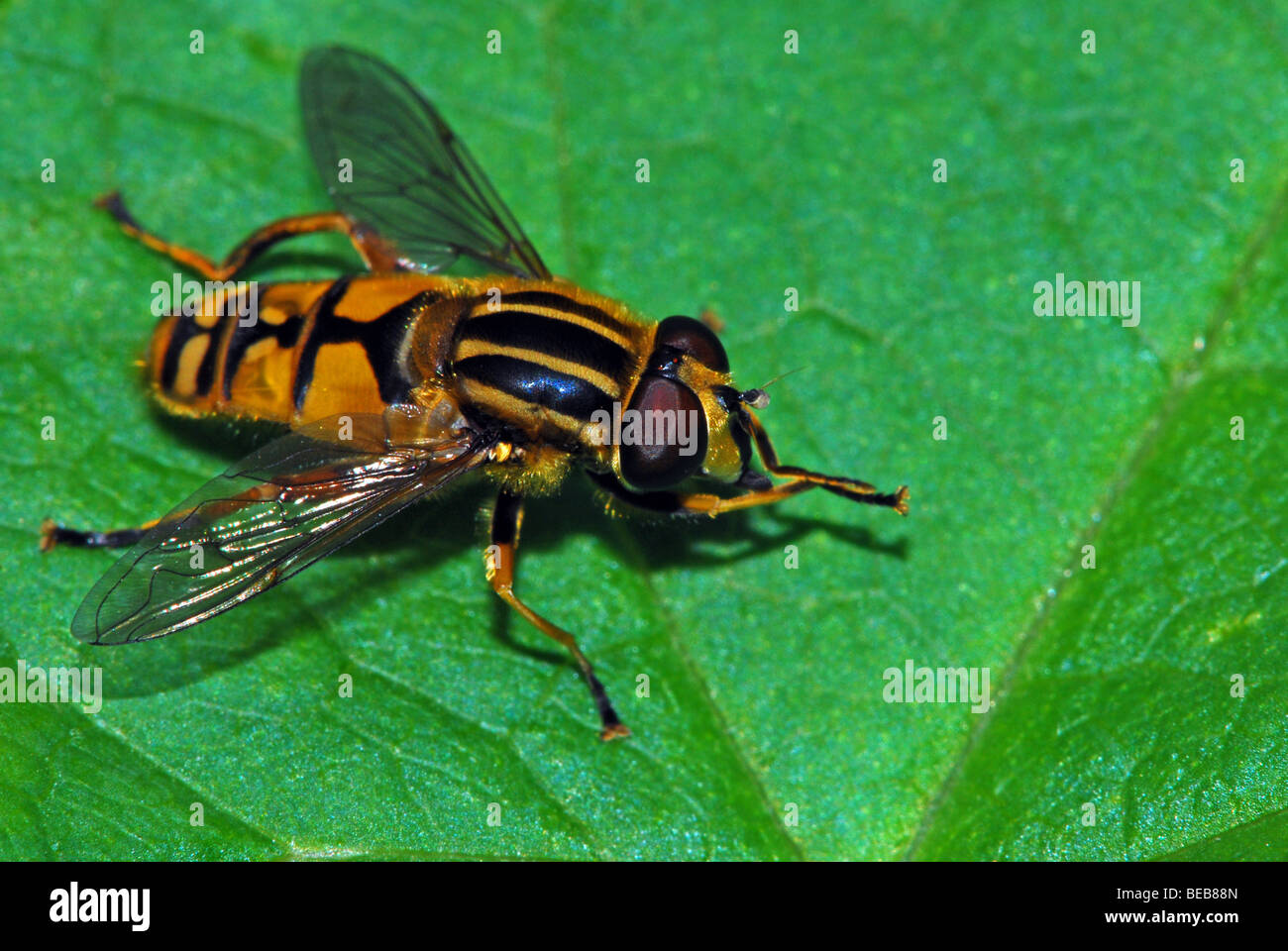 Hoverfly legs detail hi-res stock photography and images - Alamy
