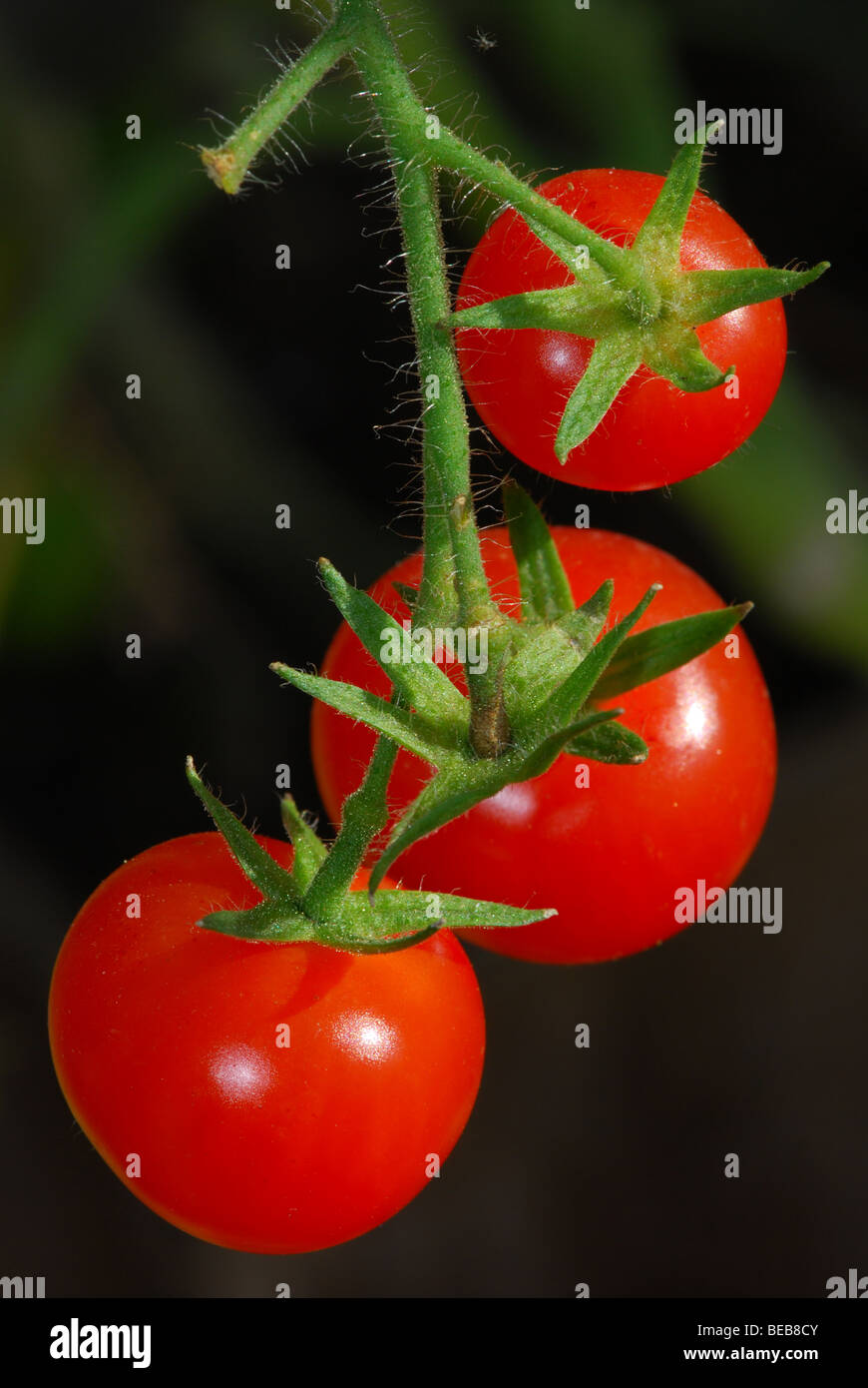 Stages of ripening of tomatoes hi-res stock photography and images - Alamy
