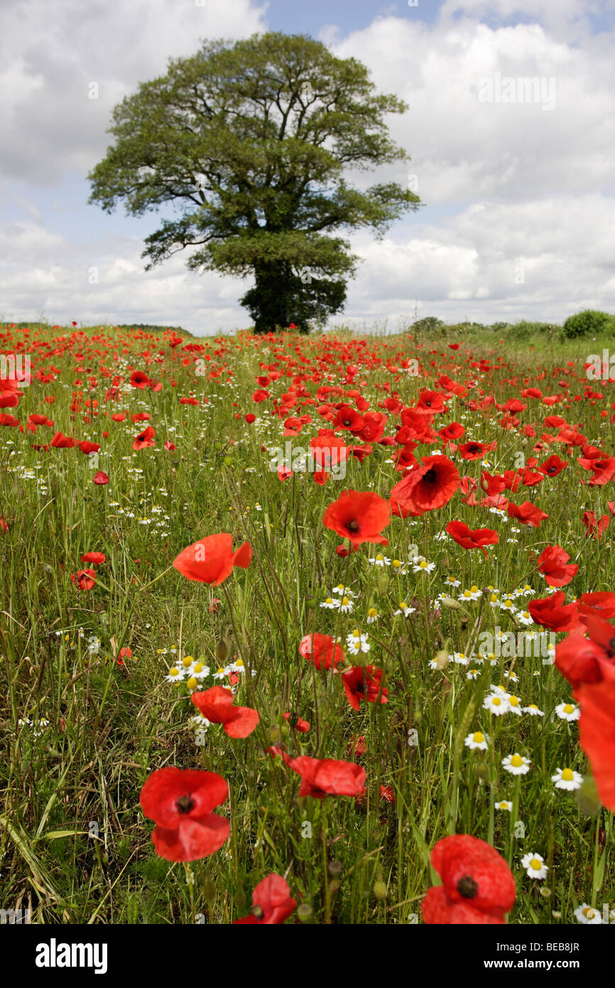 Field of Poppies against against Oak Tree and blue sky Stock Photo - Alamy