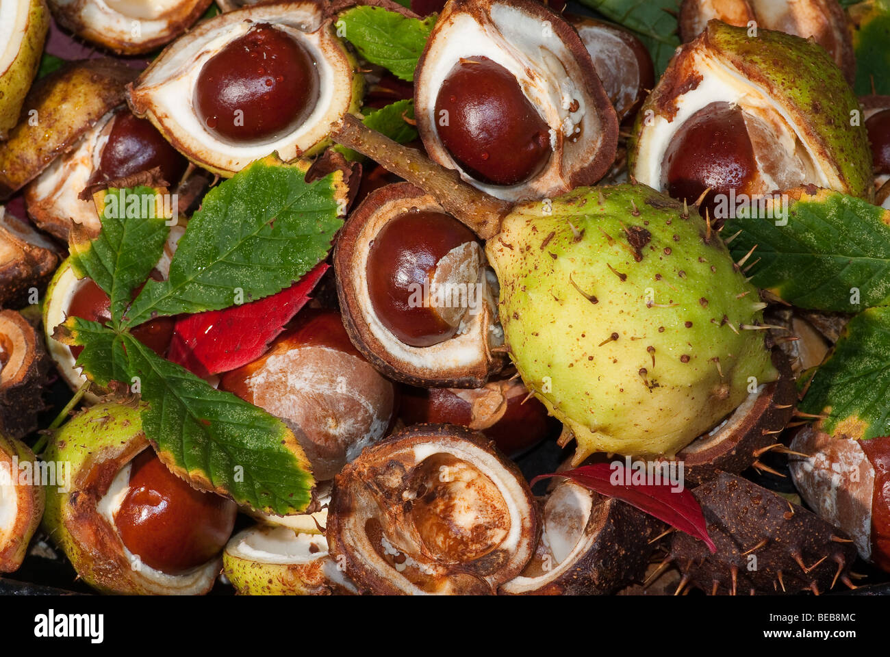 Horse chestnuts (Conkers Stock Photo - Alamy