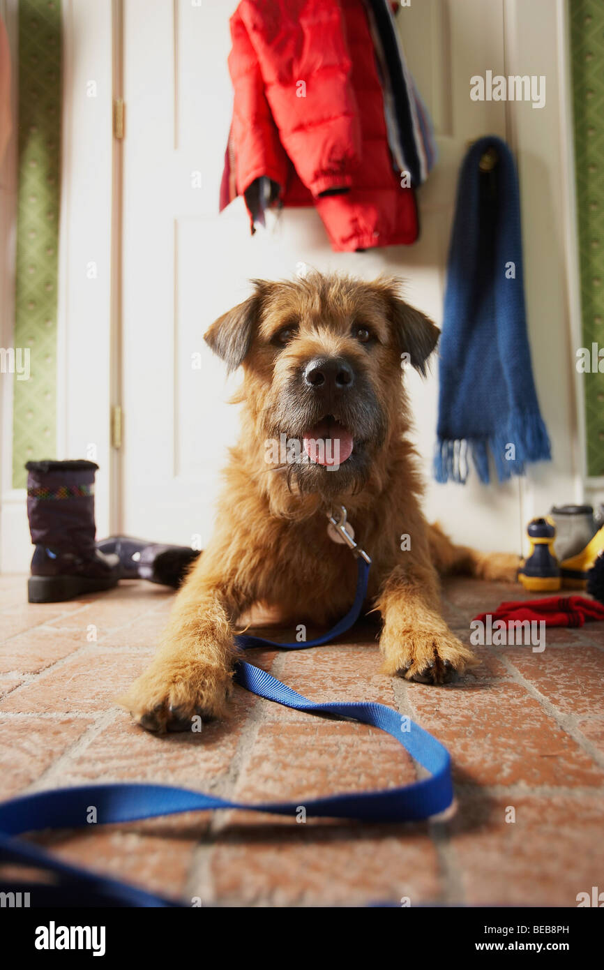 Dog sitting on the floor Stock Photo - Alamy