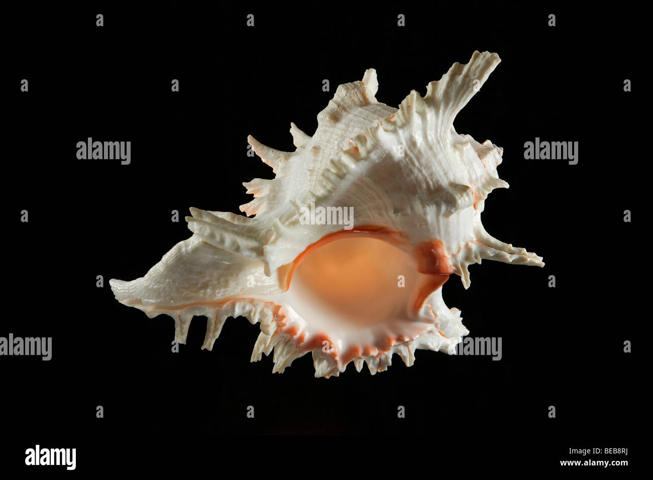 Ventral shell hi-res stock photography and images - Alamy