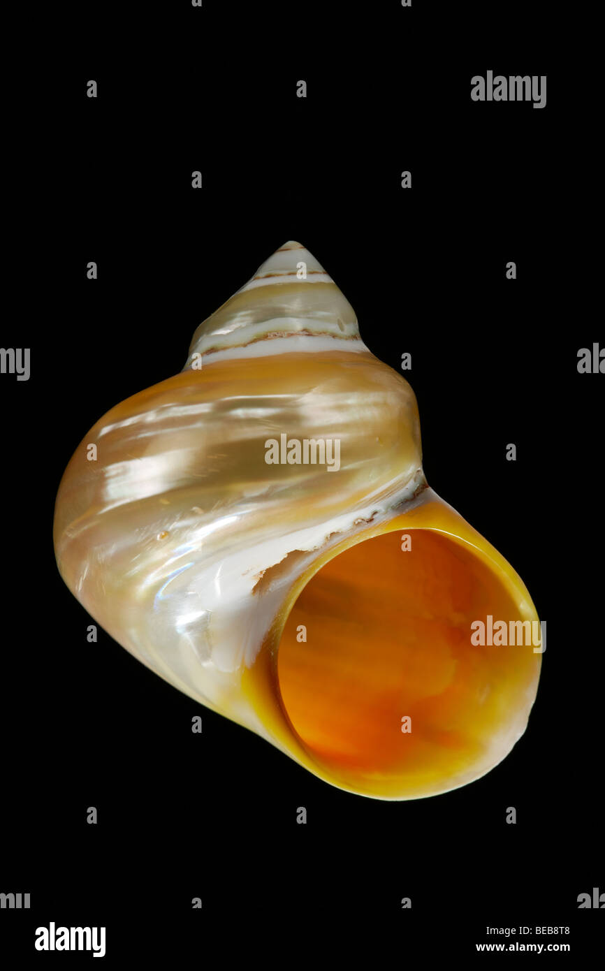 Pearled Turbo Shell (Pearlized Turban Shell) against black background ...