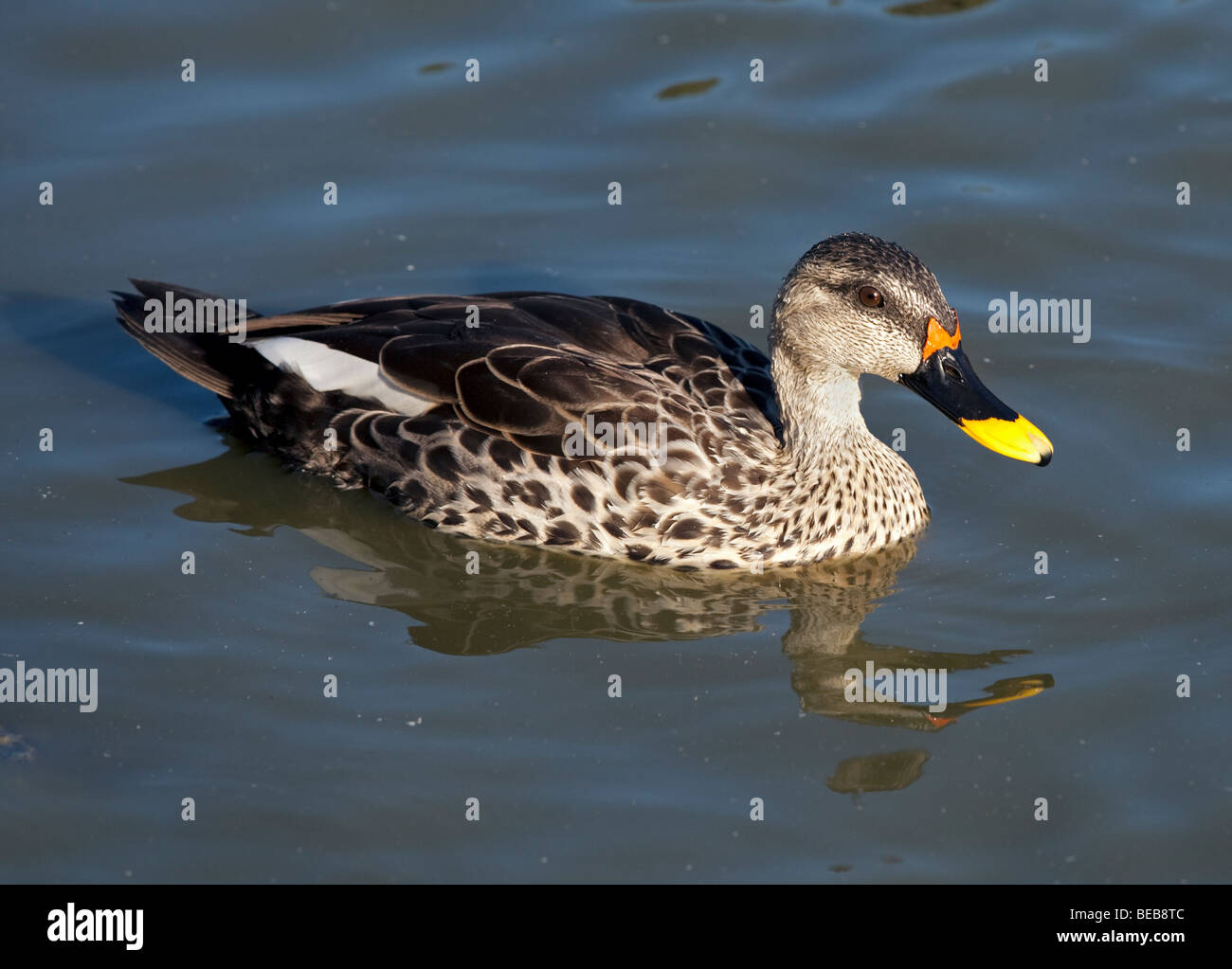 Indian spotbill duck hi-res stock photography and images - Alamy