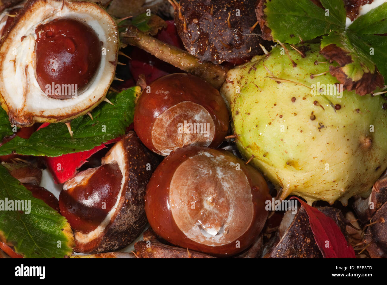 Horse chestnuts (Conkers Stock Photo - Alamy