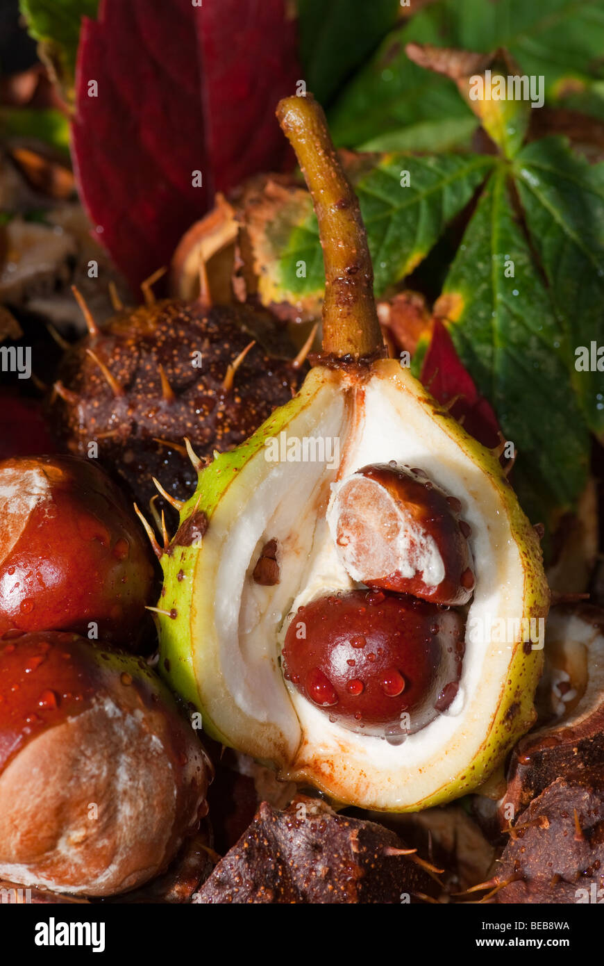 Horse chestnuts (Conkers Stock Photo - Alamy