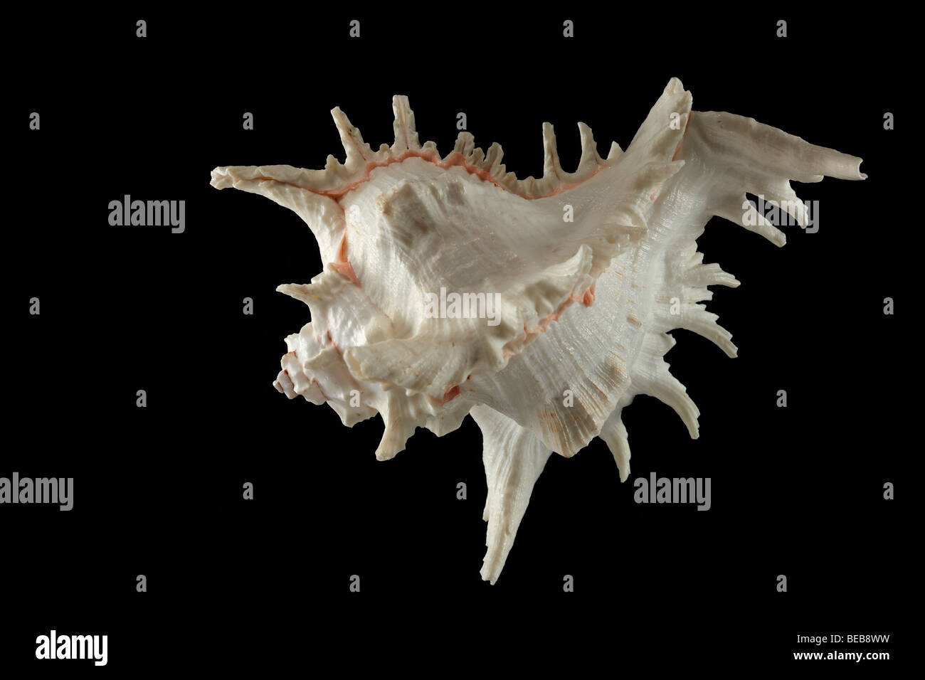 Murex Ramosus (Chicoreus ramosus) shell, also known as the Giant Murex ...
