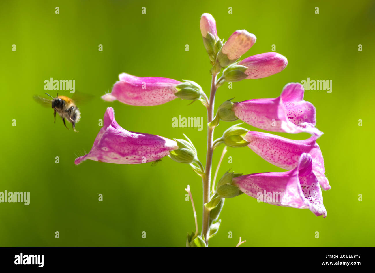 Honey bee flying around a flower Stock Photo - Alamy