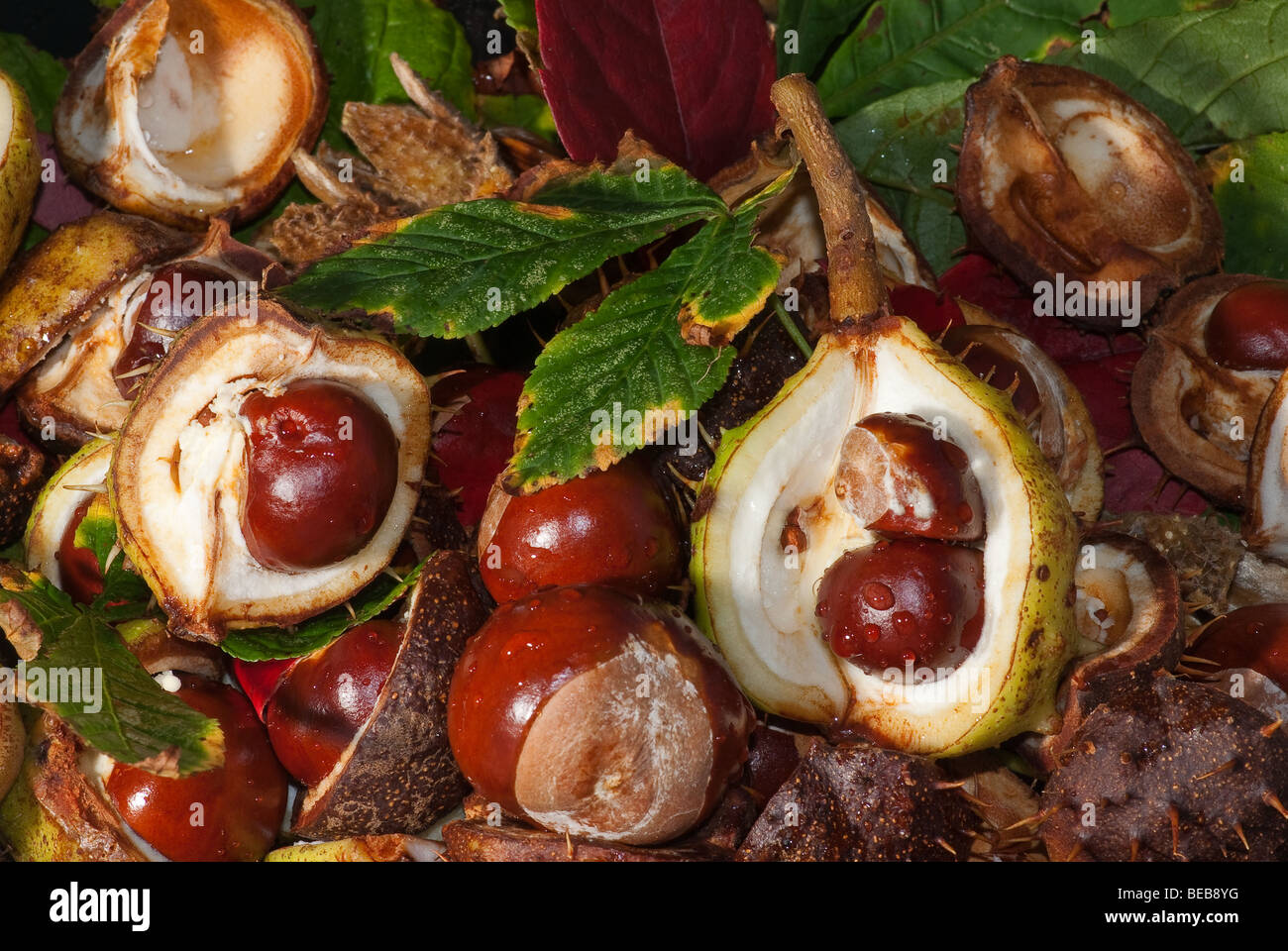 Horse chestnuts (Conkers Stock Photo - Alamy
