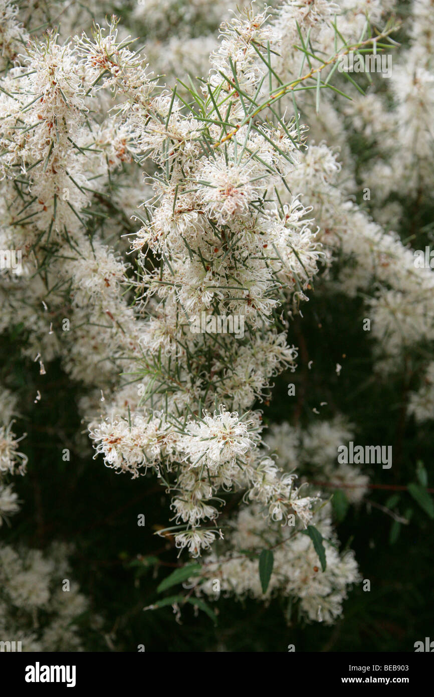 Myrtaceae hi-res stock photography and images - Alamy