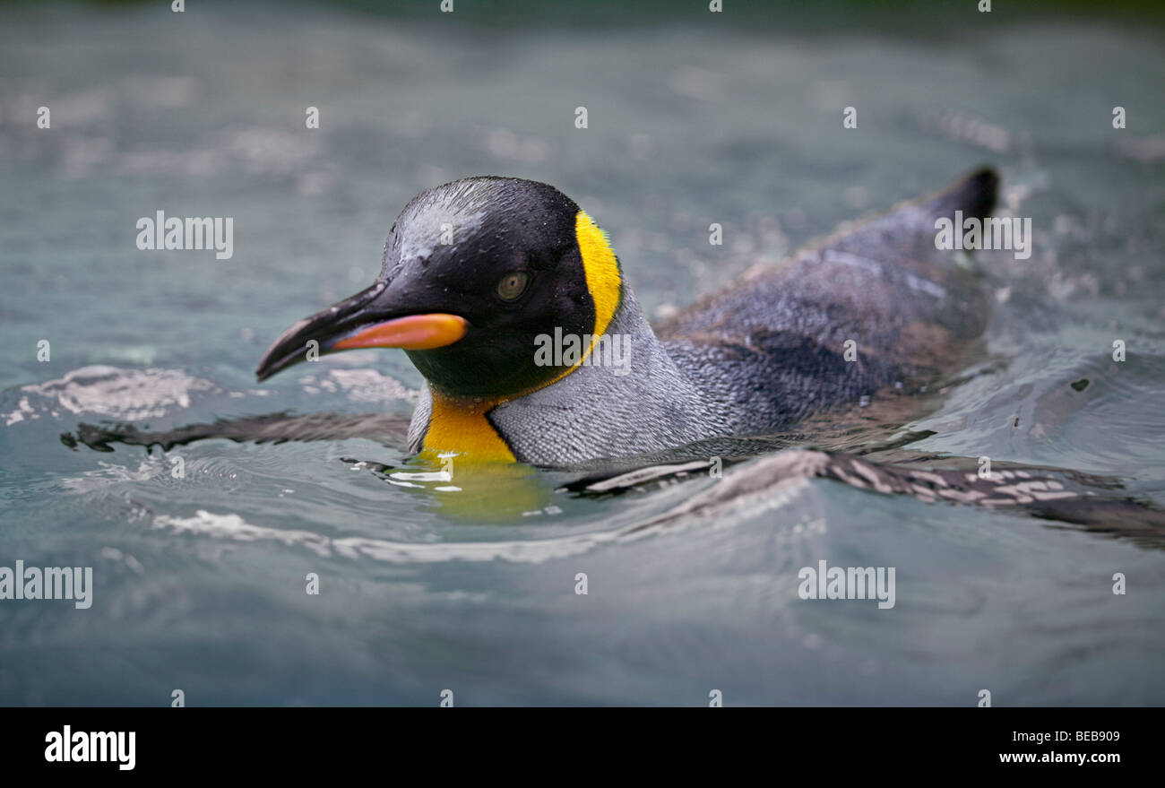King penguin swimming hi-res stock photography and images - Alamy