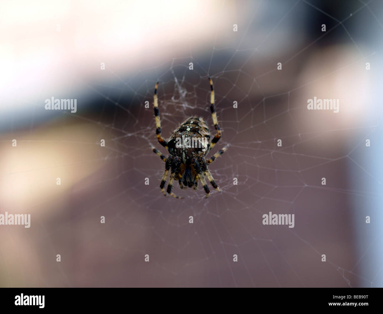 Garden spider(areneus diadematus)or diadem spider Stock Photo - Alamy