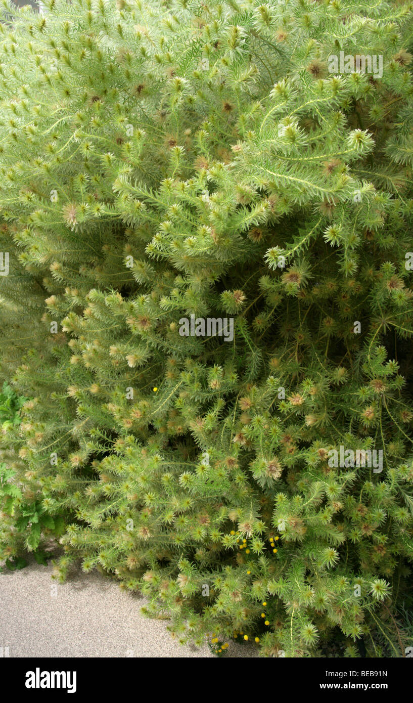 Phylica or Featherhead Bush, Phylica pubescens, Rhamnaceae, New Zealand ...