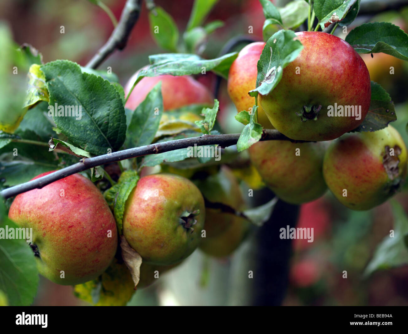 Pruning fruit tree october hi-res stock photography and images - Alamy