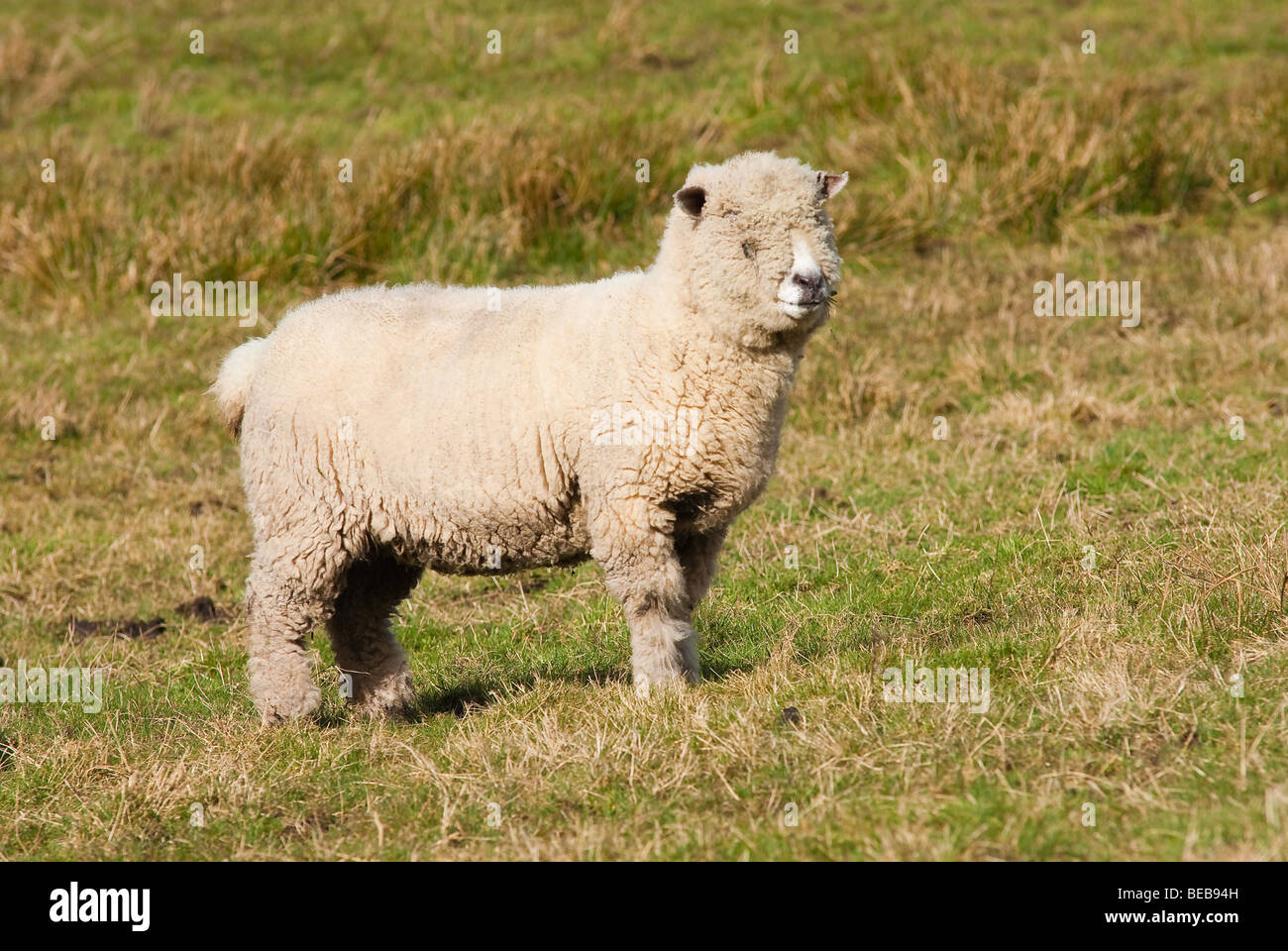 Ryeland sheep hi-res stock photography and images - Alamy