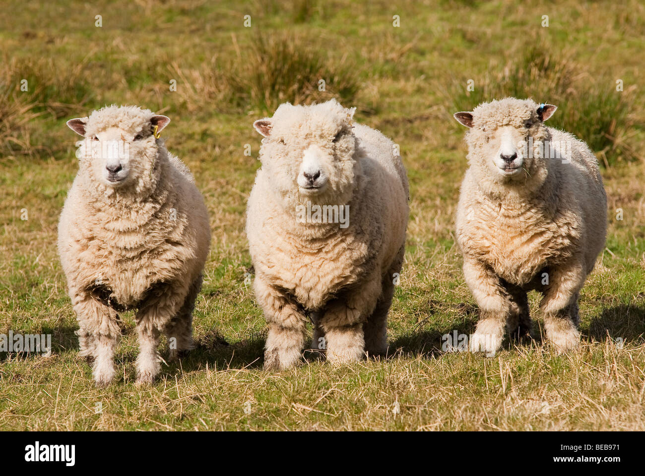 Lamb meat ryeland sheep small wool hi-res stock photography and images ...