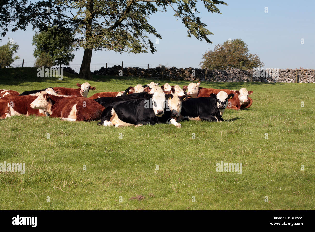 Farmer beef cattle in field hi-res stock photography and images - Alamy