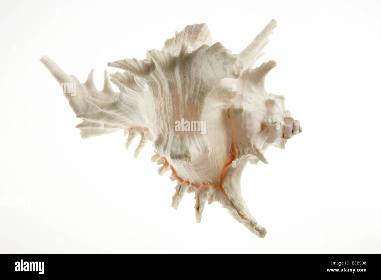 Murex Ramosus (Chicoreus ramosus) shell, also known as the Giant Murex ...