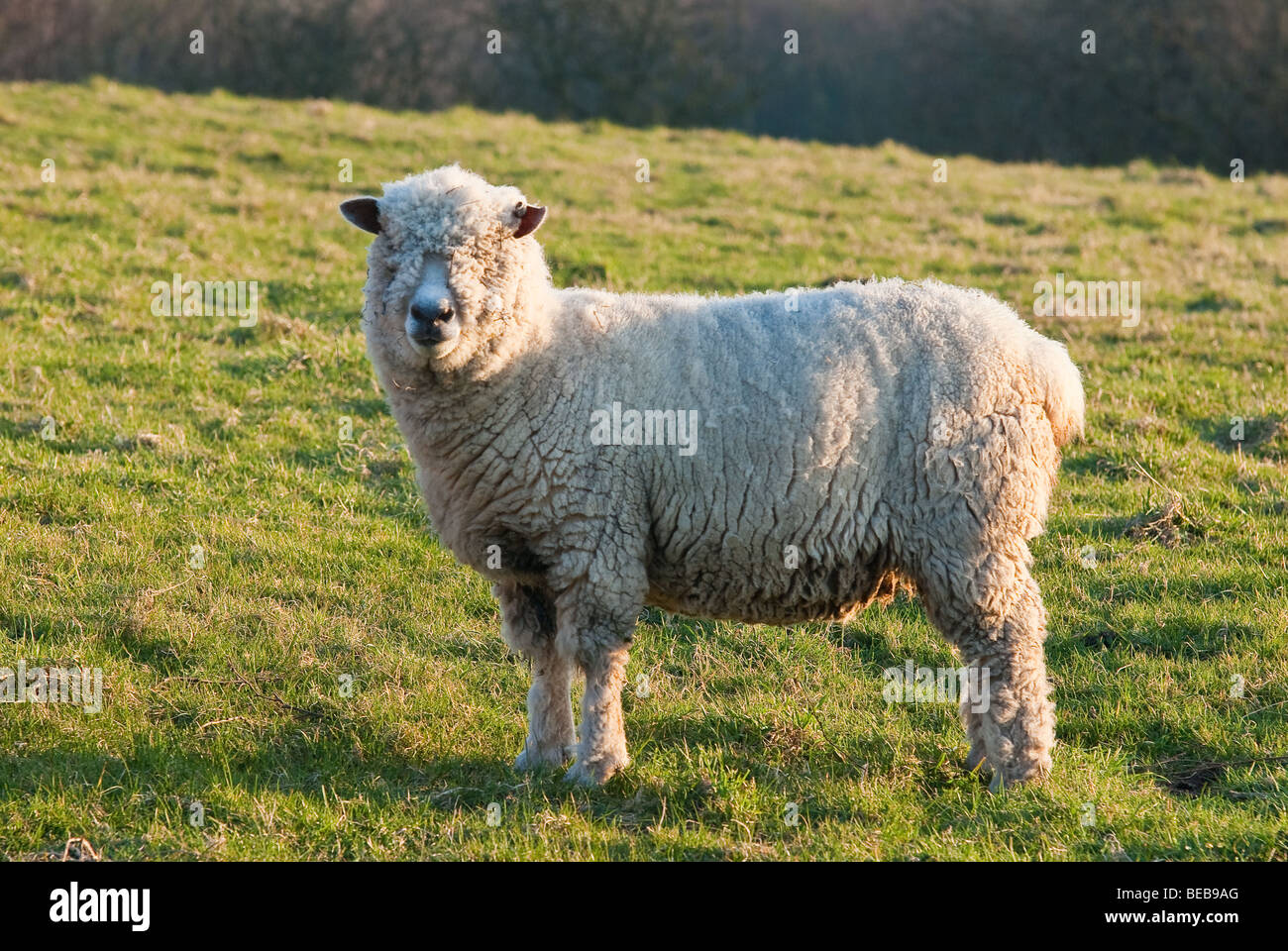 Ryeland sheep hi-res stock photography and images - Alamy
