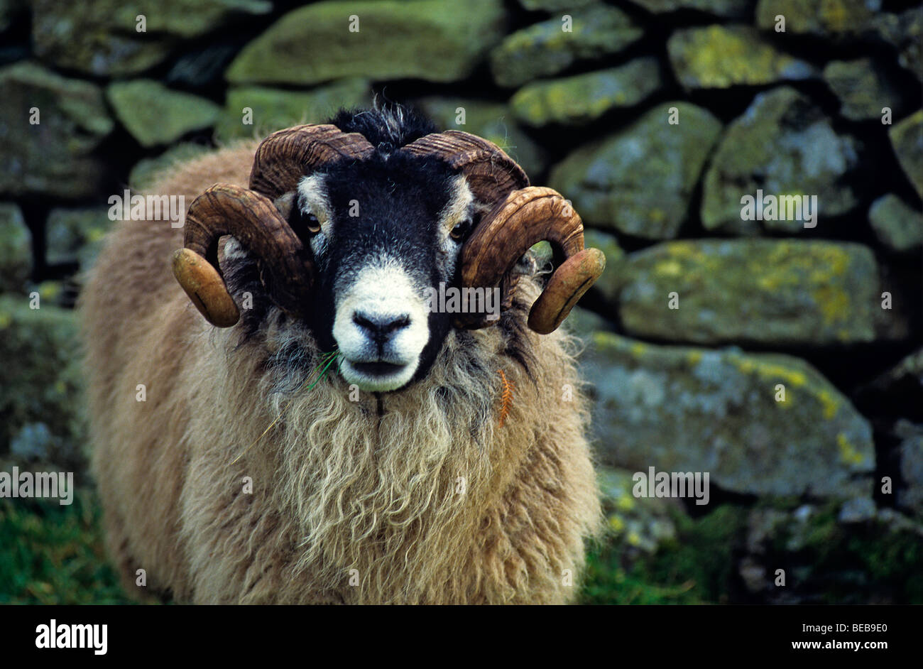 Swaledale ram in the yorkshire dales hi-res stock photography and ...