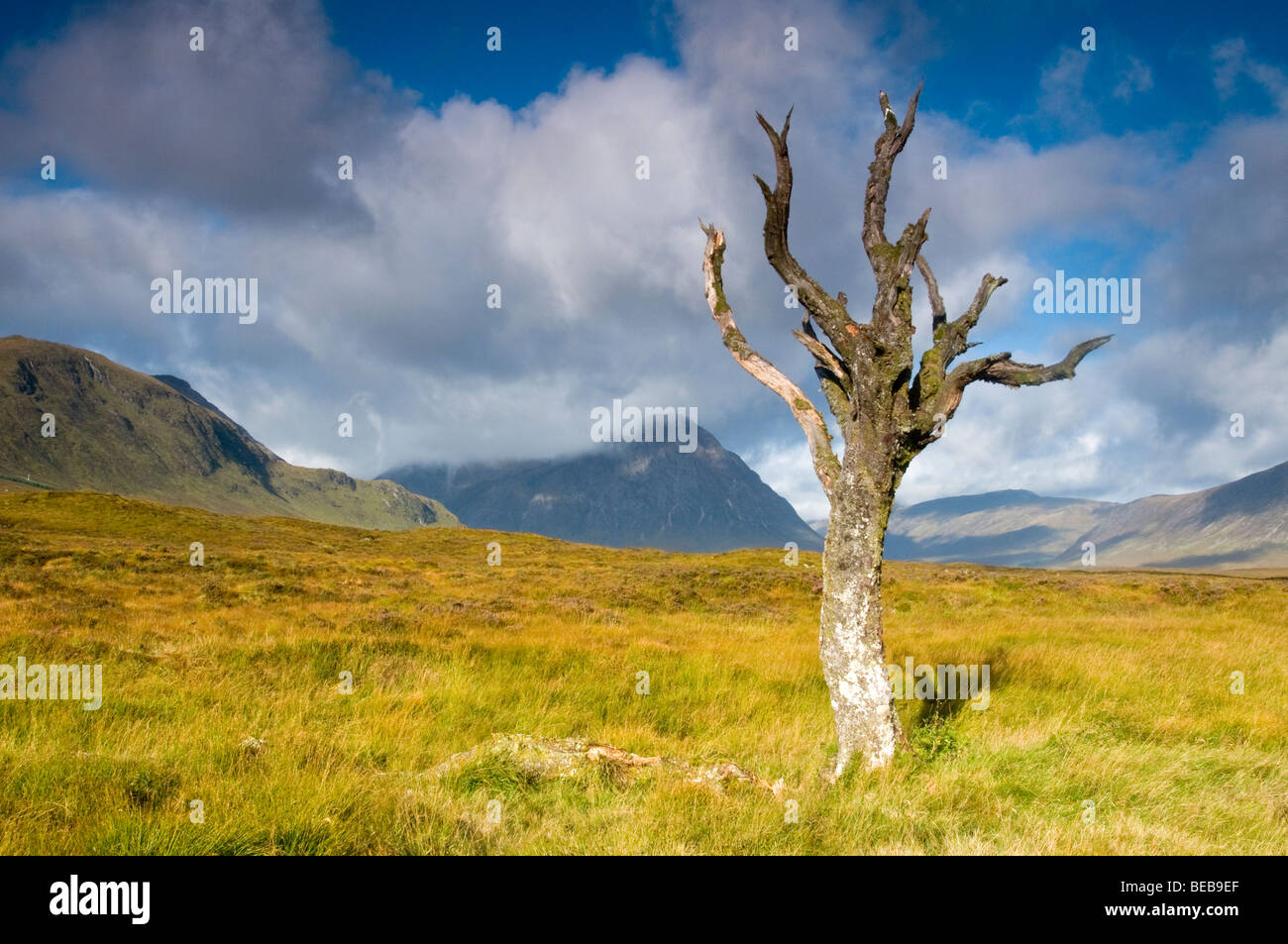 Solitary tree now dead like hi-res stock photography and images - Alamy