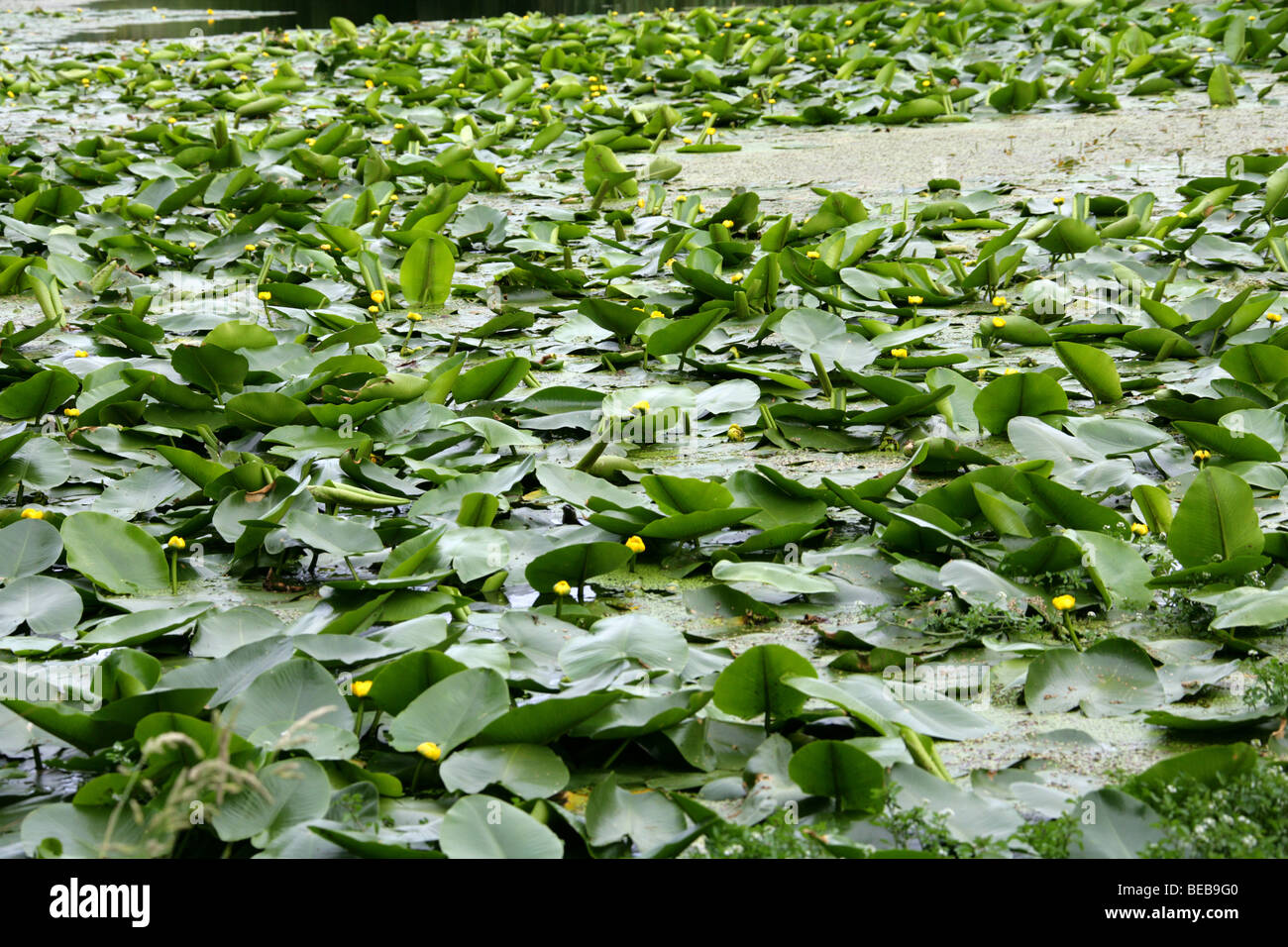 Yellow Water-lily, Nuphar lutea, Nymphaeaceae. Aka Spatterdock, Cow ...