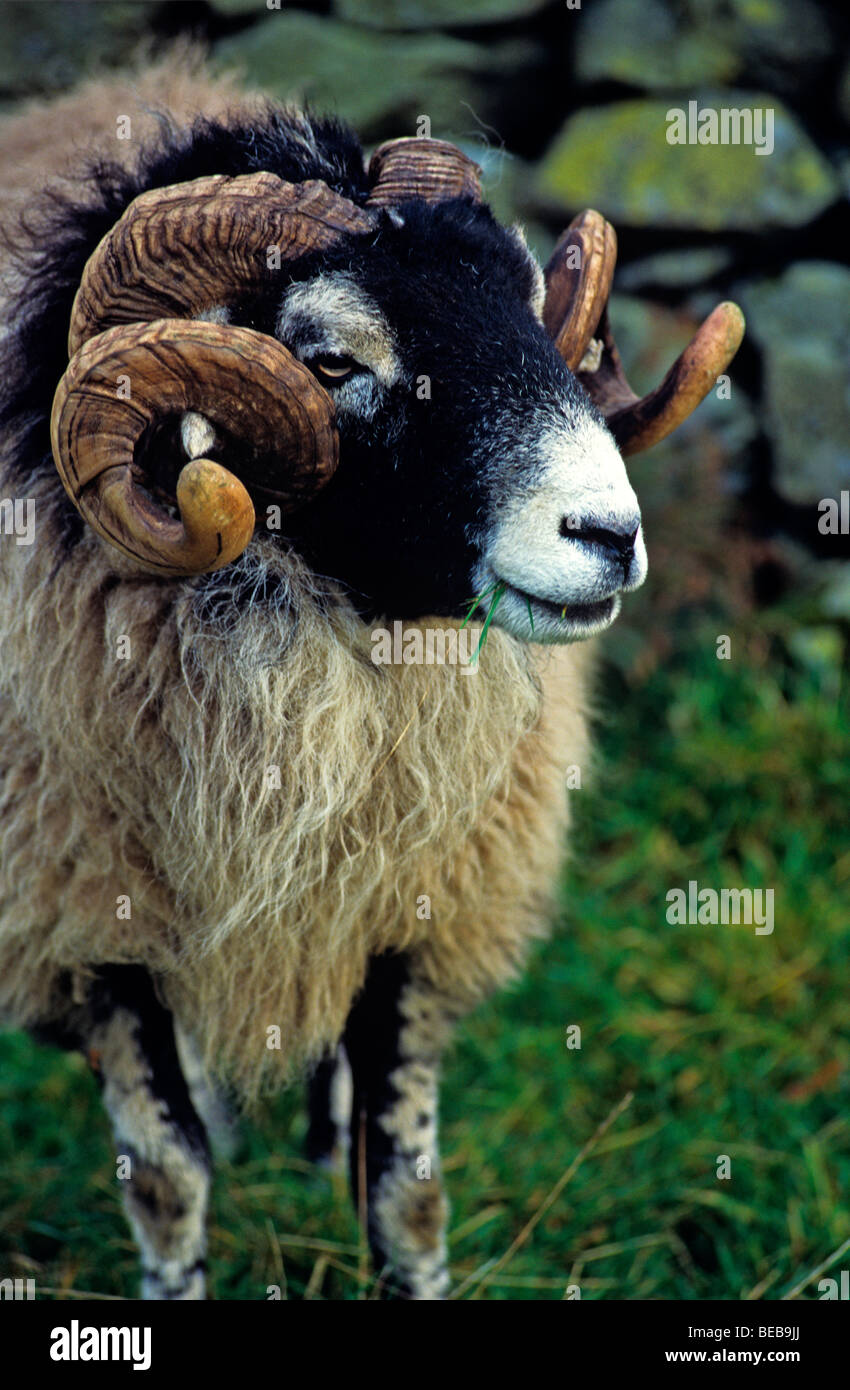 A close up picture of a Swaledale ram in the hills of the Lake District ...