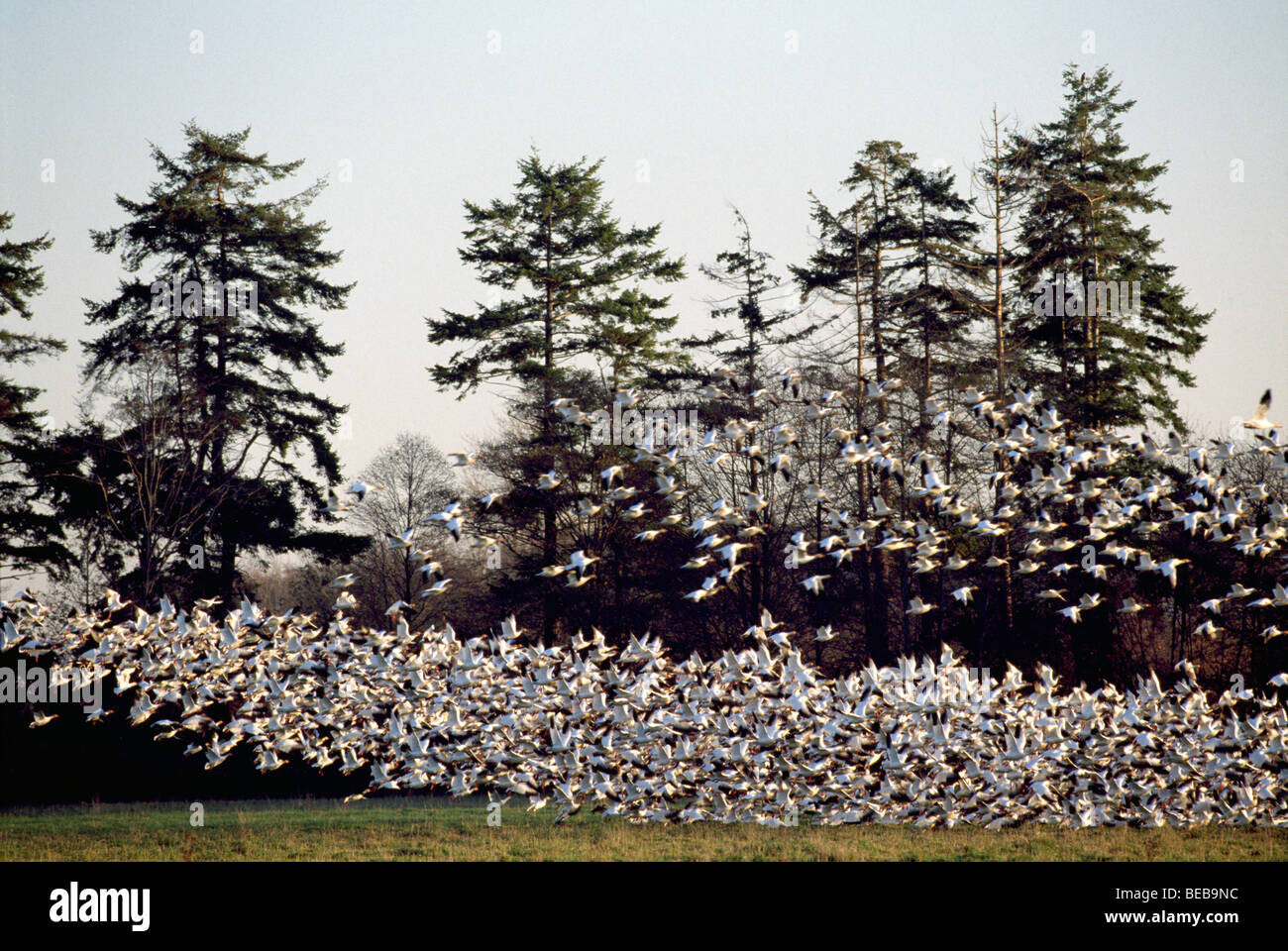 Snow Geese (Chen caerulescens) Migration, Flock of Migrating Birds ...