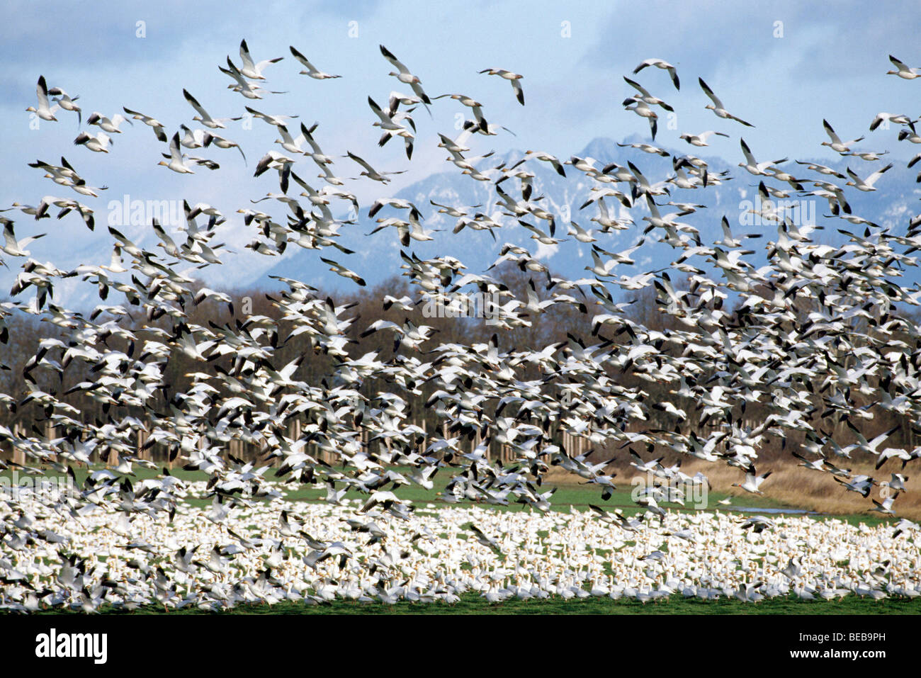 Snow Geese (Chen caerulescens) Migration, Flock of Migrating Birds ...