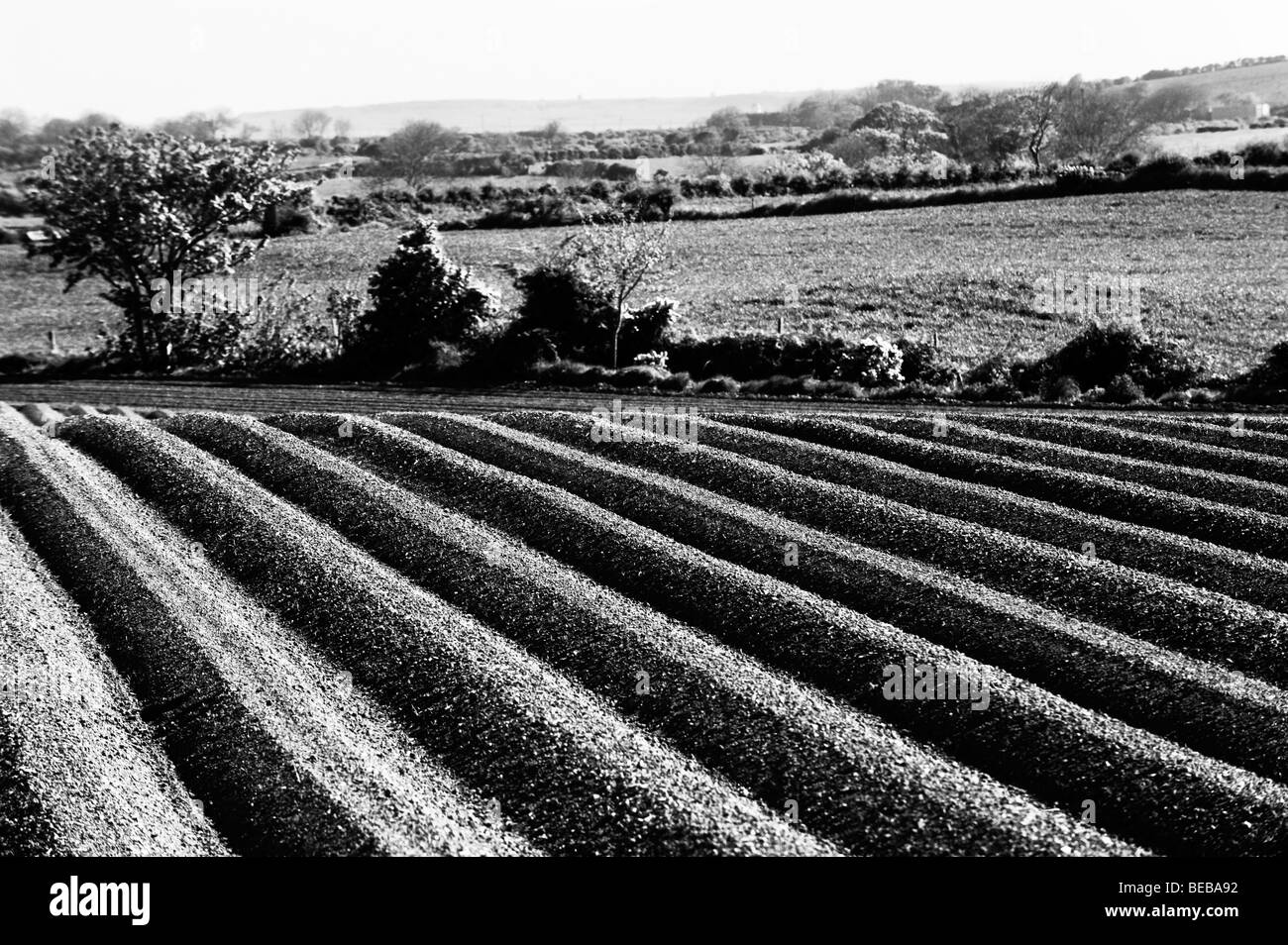 Farming Black And White