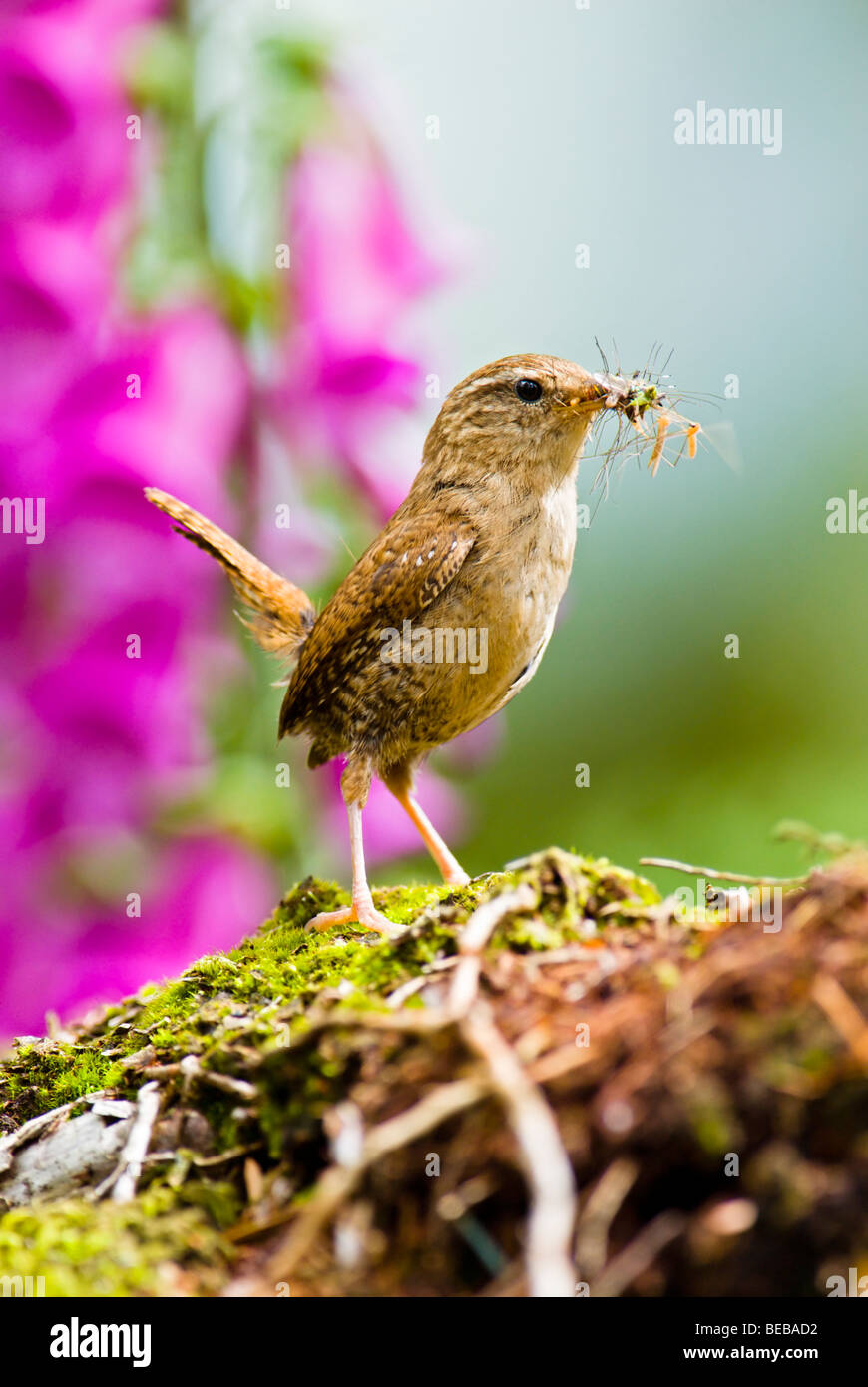 Wrens birds hi-res stock photography and images - Alamy