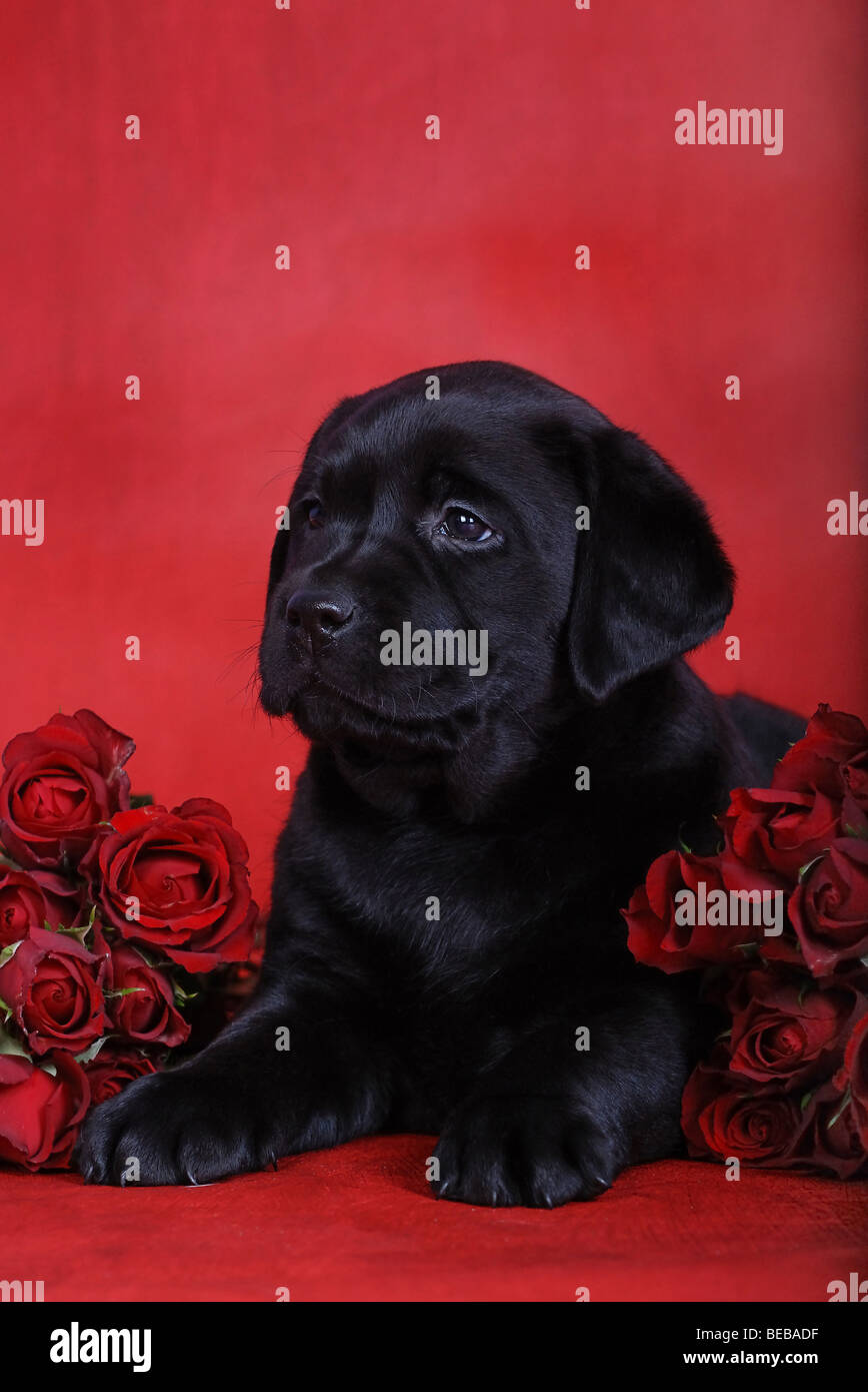 Black labrador retriever puppy with roses Stock Photo - Alamy
