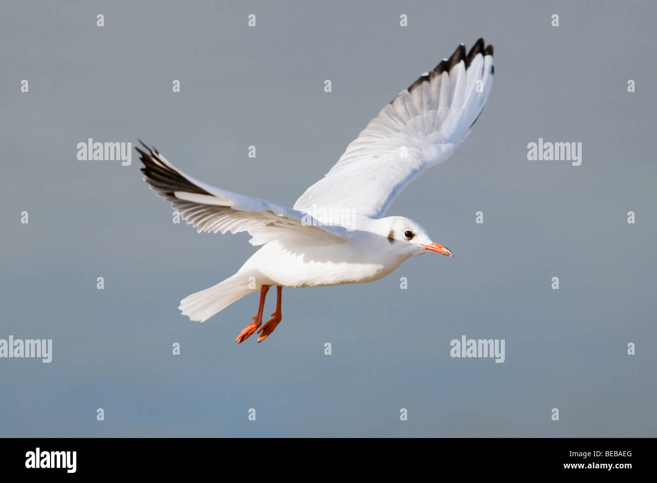 Graceful sea gull flight hi-res stock photography and images - Alamy