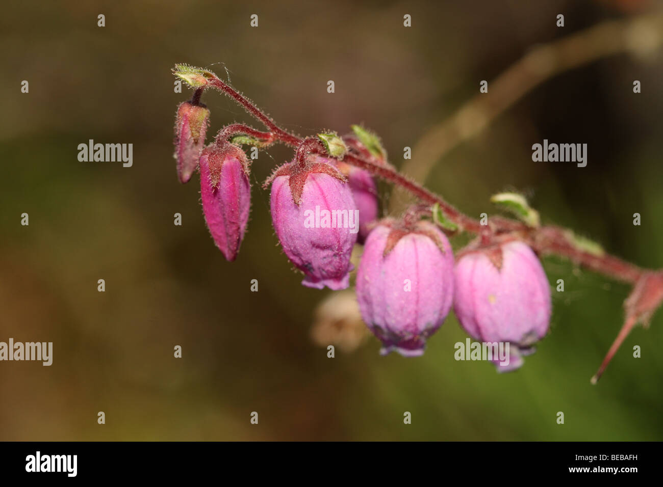 Small Pink Lantern Type Flowers, Surrey, United Kingdom Stock Photo - Alamy