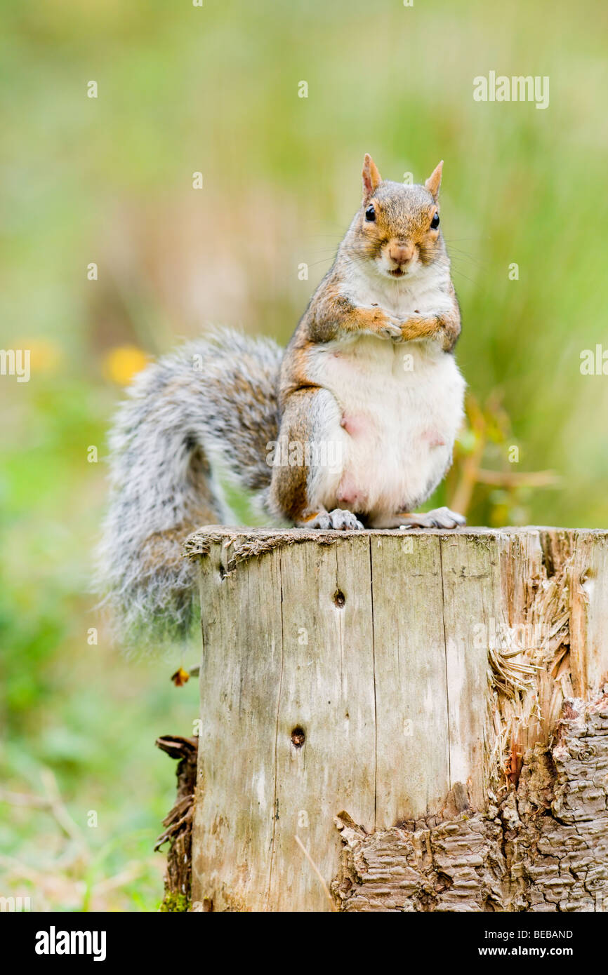 Grey squirrel hi-res stock photography and images - Alamy