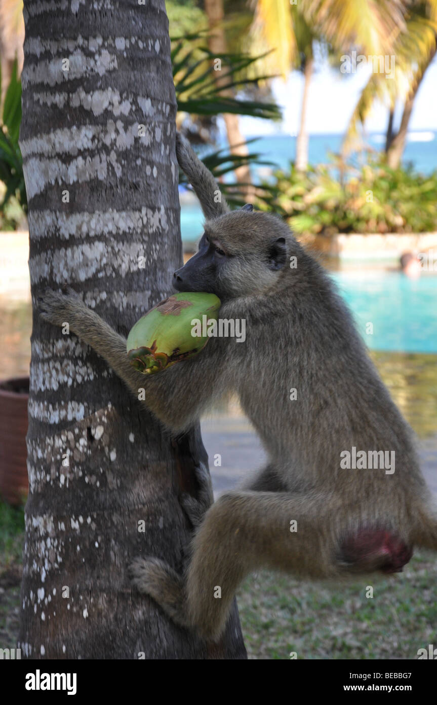 Baboon climbing tree hi-res stock photography and images - Alamy