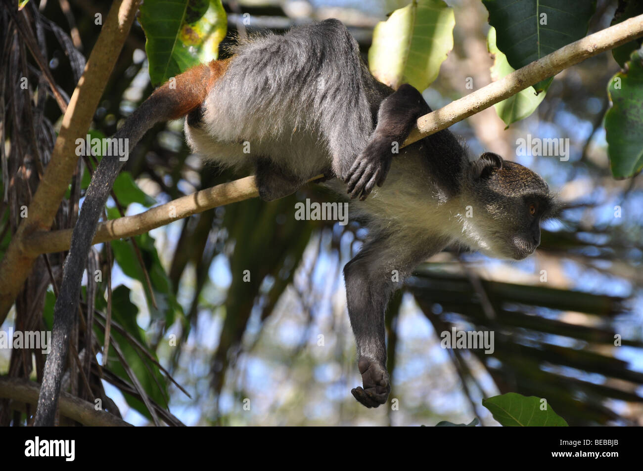 Sykes' Monkey Cercopithecus albogularis, or White-throated Monkey ...