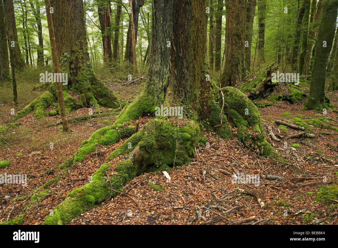 Fiordland forest moss hi-res stock photography and images - Alamy