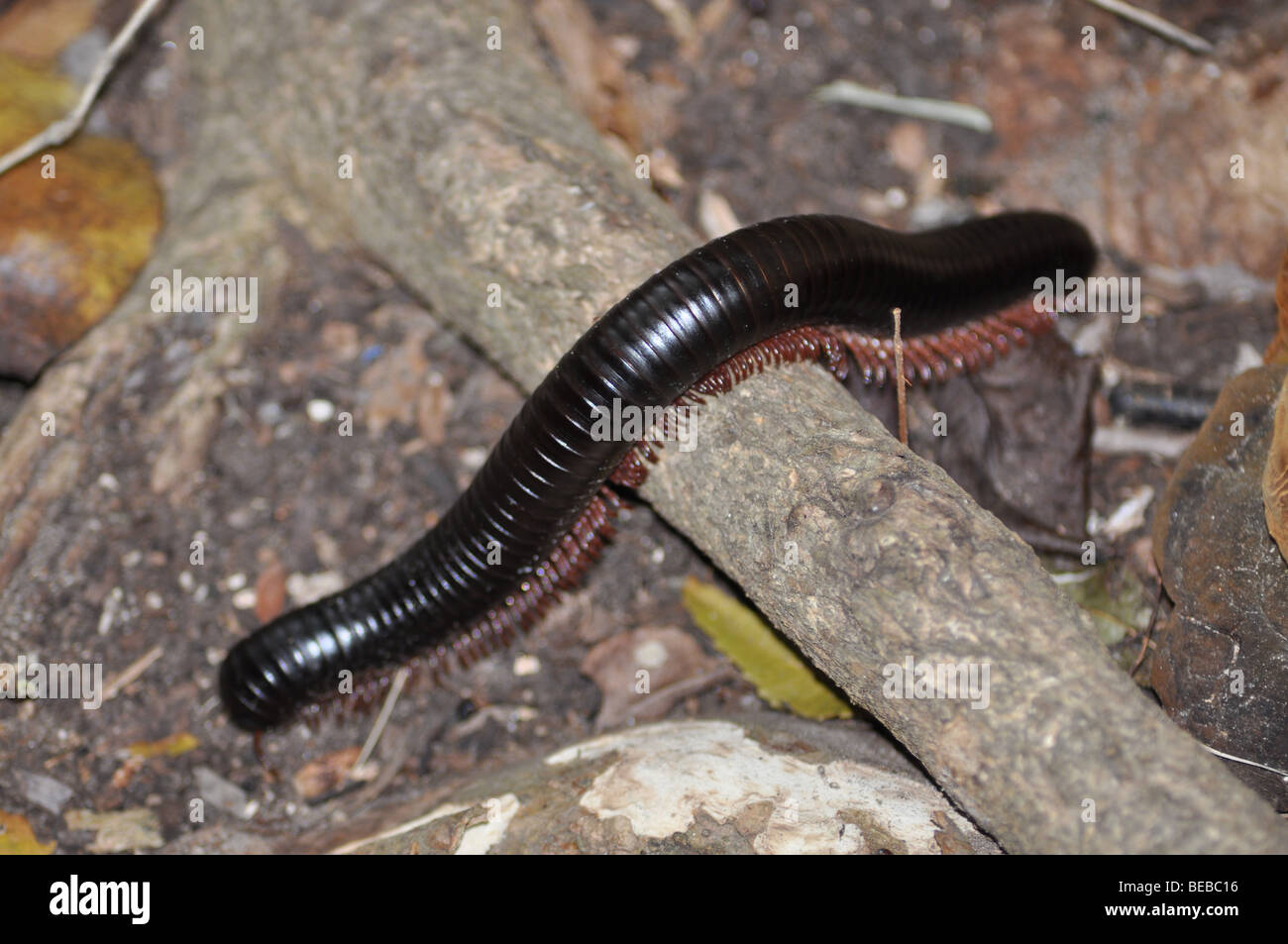 Archispirostreptus gigas hi-res stock photography and images - Alamy