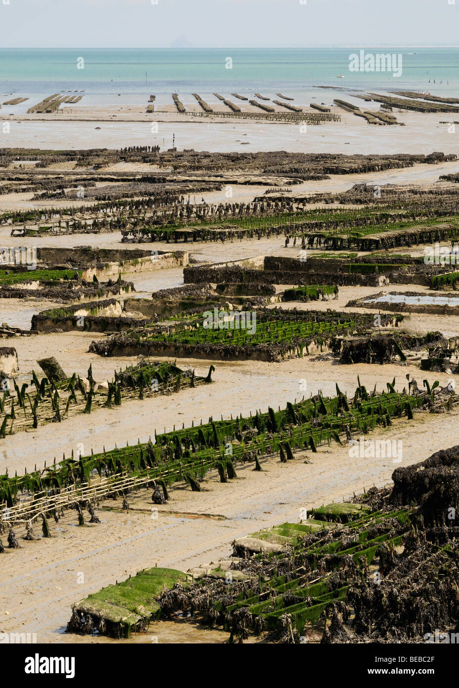 Network of structures used for oyster and mussel farming at Cancale ...