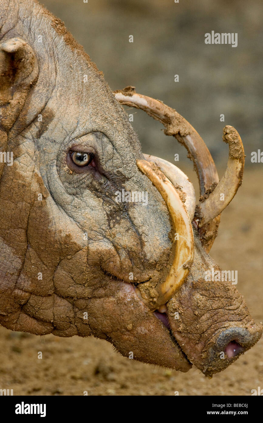 Babirusa hi-res stock photography and images - Alamy